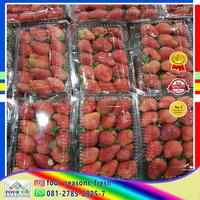 Strawberry Harga Termurah & Grosir - Pilihan Terlengkap
