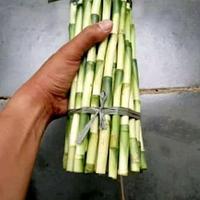 Jual Bambu Batangan Terbaik - Harga Murah Desember 2024 & Cicil 0%