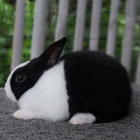 Jual Kelinci Dutch Terlengkap & Terbaik - Harga Murah April 2024