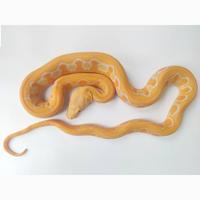 Jual Retic Tiger Terlengkap & Terbaik - Harga Murah Juni 2024