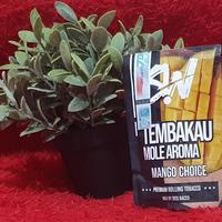 Jual Bako Mole Murah & Lengkap - Harga Juni 2024