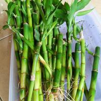 Jual Bambu Batangan Terbaik - Harga Murah November 2024 & Cicil 0%