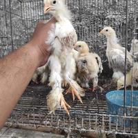 Jual Ayam Brahma Terdekat - Harga Murah & Grosir July 2021