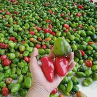 Jual Cabe Gendot Terdekat - Harga Murah & Grosir April 2025