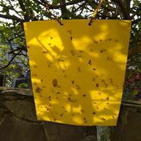 Jual Lem Lalat Buah Terbaik - Harga Murah Juni 2024 & Cicil 0%