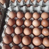 Jual Krat Telur Terdekat - Harga Murah & Grosir Juni 2024