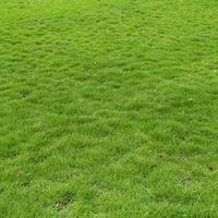 Rumput Jepang Harga Terbaru - Pilihan Terlengkap