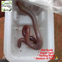 Jual Cacing Nipah Terlengkap & Terbaik - Harga Murah August 2021