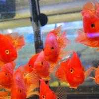 Jual Ikan Parrot Murah - Harga Terbaru 2021