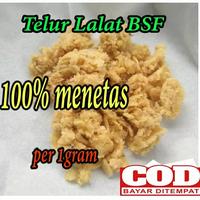Jual Telur Maggot Bsf Terlengkap & Terbaik - Harga Murah Juni 2024