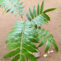 Jual Pakis Hutan Terbaik - Harga Murah Mei 2024 & Cicil 0%