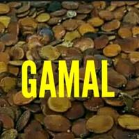 Jual Bibit Gamal Terbaik - Harga Murah Mei 2024 & Cicil 0%