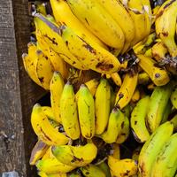 Jual 1 Tandan Pisang Terdekat - Harga Murah & Grosir Desember 2024