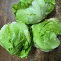 Jual Selada Bulat Terdekat - Harga Murah & Grosir Juni 2024