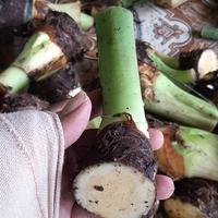 Jual Talas Beneng Murah - Harga Terbaru Juli 2025