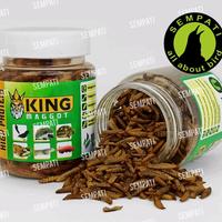 Jual Maggot Bsf Terlengkap & Terbaik - Harga Murah Mei 2024