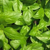 Jual Benih Basil Terdekat - Harga Murah & Grosir Februari 2024