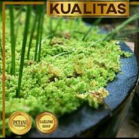 Jual Azola Terdekat - Harga Murah & Grosir Oktober 2025