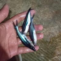 Jual Bibit Ikan Patin Terdekat - Harga Murah & Grosir Juni 2024
