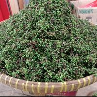 Jual Andaliman Terdekat - Harga Murah & Grosir Juni 2024