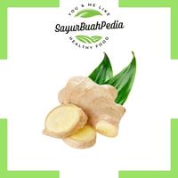 Jual Jahe Segar Terdekat - Harga Murah & Grosir April 2023