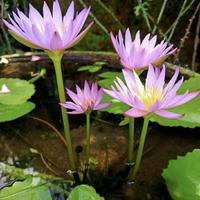 Jual Bibit Teratai Terbaik - Harga Murah Juni 2024 & Cicil 0%