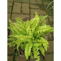 Jual Pakis Boston Terbaik - Harga Murah Mei 2025 & Cicil 0%