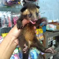Jual Musang Bulan Terlengkap & Terbaik - Harga Murah Juni 2024