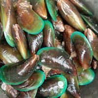 Jual Kerang Ijo Terdekat - Harga Murah & Grosir Juni 2024