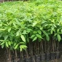 Jual Bibit Mahoni Terdekat - Harga Murah & Grosir Februari 2024