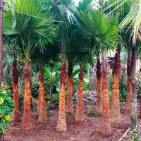Jual Palem Sadeng Terbaik - Harga Murah April 2025 & Cicil 0%
