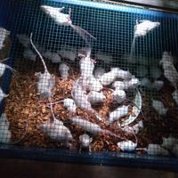 Jual Tikus Putih Murah - Harga Terbaru Februari 2025