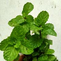 Jual Daun Mint Segar Terdekat - Harga Murah & Grosir Juni 2024