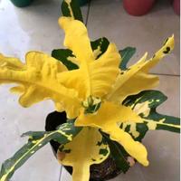 Jual Pohon Puring Terbaik - Harga Murah Maret 2025 & Cicil 0%