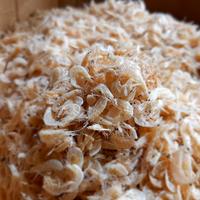 Jual Udang Rebon Terdekat - Harga Murah & Grosir April 2024
