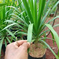 Jual Pandan Bali Terdekat - Harga Murah & Grosir Juni 2024