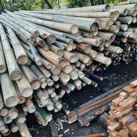 Jual Bambu Batangan Terbaik - Harga Murah November 2022 & Cicil 0%