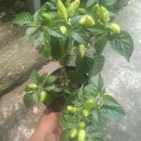 Jual Cabe Gendot Terdekat - Harga Murah & Grosir Agustus 2025