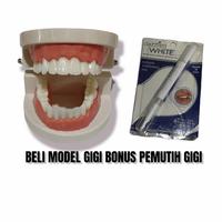 Jual Phantom Gigi Terlengkap - Harga Murah April 2025