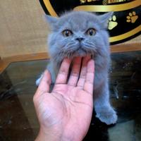 Jual Kucing Bsh Terlengkap & Terbaik - Harga Murah Mei 2025