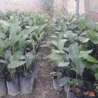 Jual Bibit Aren Terbaik - Harga Murah Juni 2024 & Cicil 0%