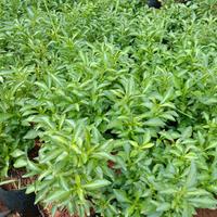 Jual Krokot Hijau Terbaik - Harga Murah April 2024 & Cicil 0%