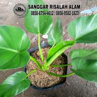 Jual Tanaman Hias Philo Terbaik - Harga Murah September 2022 & Cicil 0%