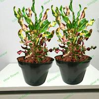 Jual Pohon Puring Terbaik - Harga Murah Mei 2025 & Cicil 0%