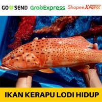 Ikan Kerapu Segar, Kualitas Terbaik & Harga Termurah 2026