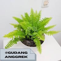 Jual Pakis Boston Terbaik - Harga Murah Mei 2025 & Cicil 0%