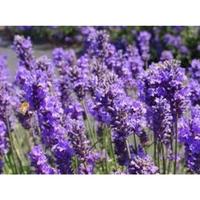 Jual Bibit Lavender Terbaik - Harga Murah Maret 2024 & Cicil 0%