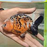 Jual Ikan Mas Koki Rancu Terlengkap & Terbaik - Harga Murah Juni 2024