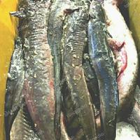 Ikan Sembilang Segar, Unik & Kaya Gizi! 2024