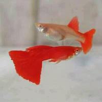 Jual Guppy Grade A Terlengkap & Terbaik - Harga Murah Mei 2024